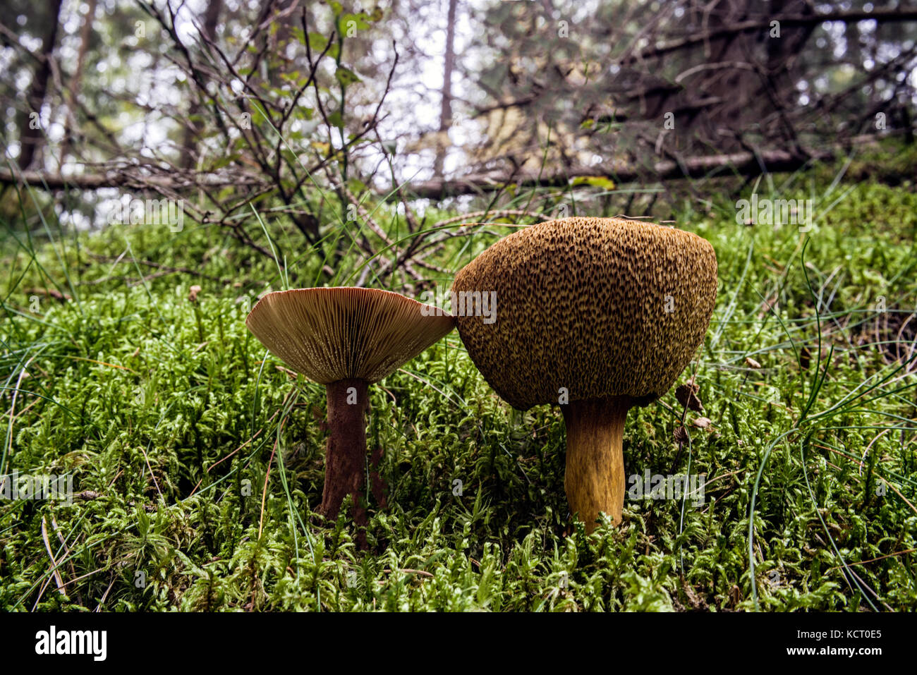 mushroom on the forest floor Stock Photo - Alamy