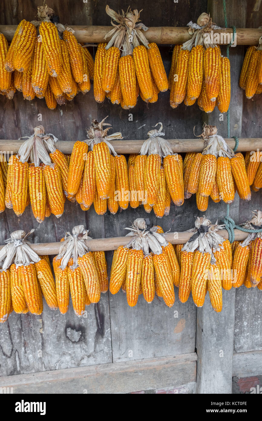 Fresh yellow maize on house wall, corn after harvested Stock Photo - Alamy