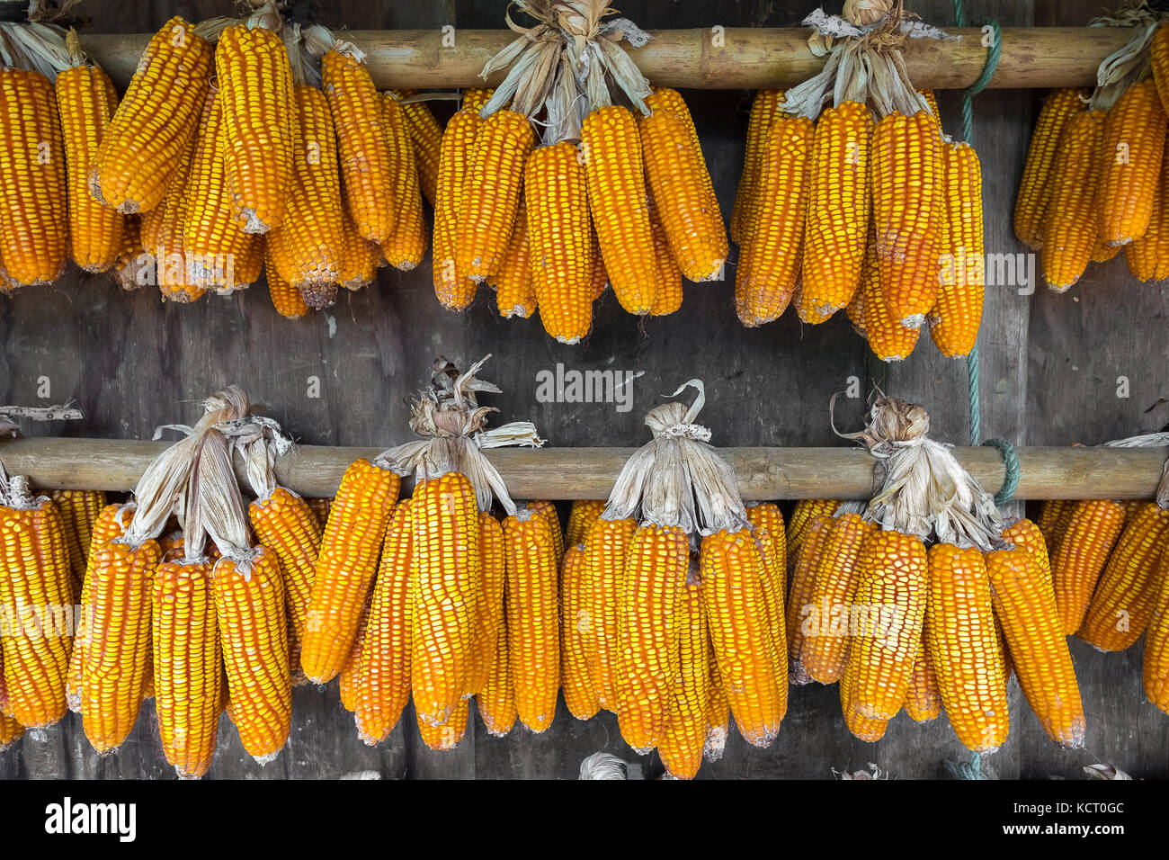 Fresh yellow maize on house wall, corn after harvested Stock Photo - Alamy