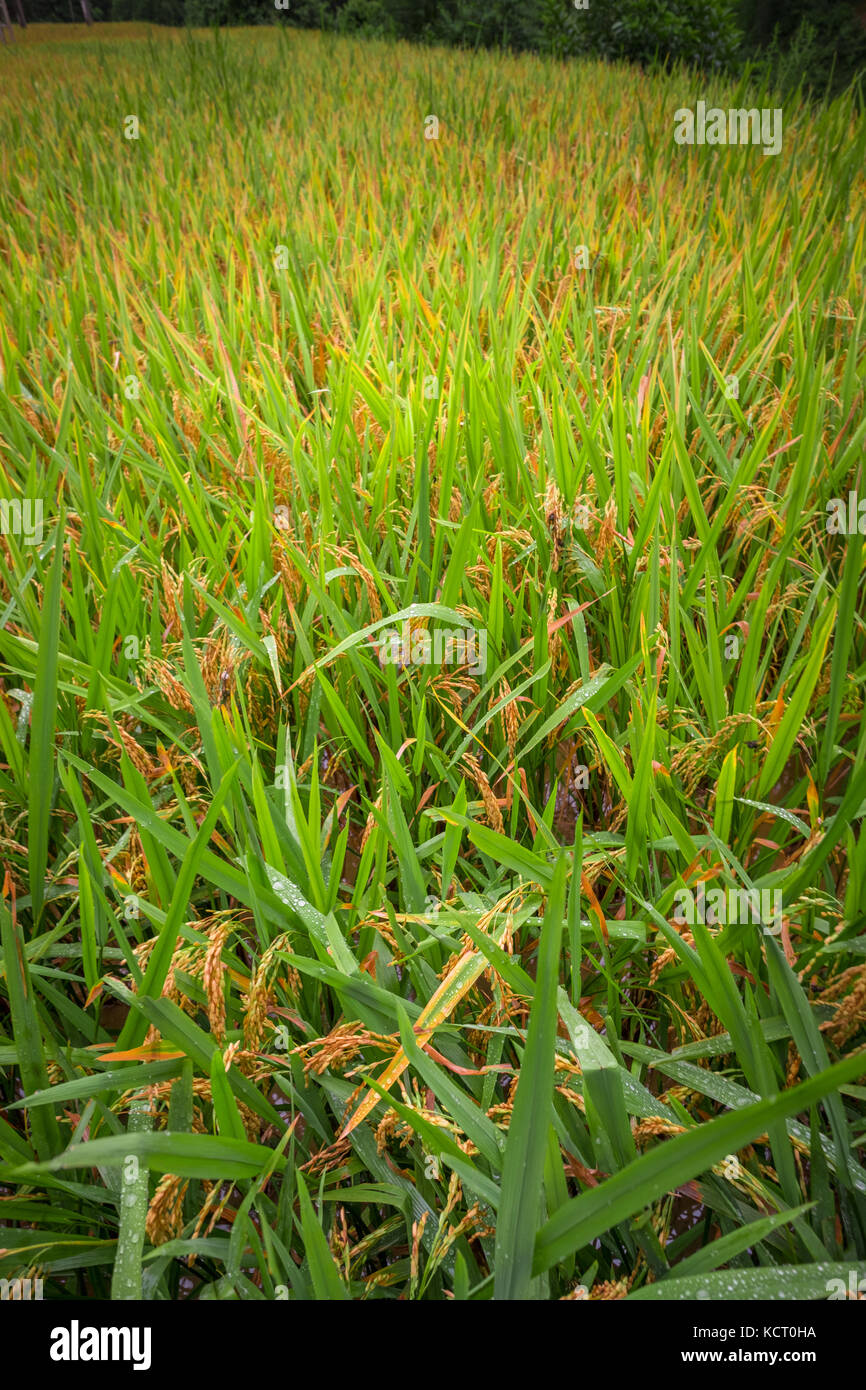 Green rice field after raining Stock Photo - Alamy