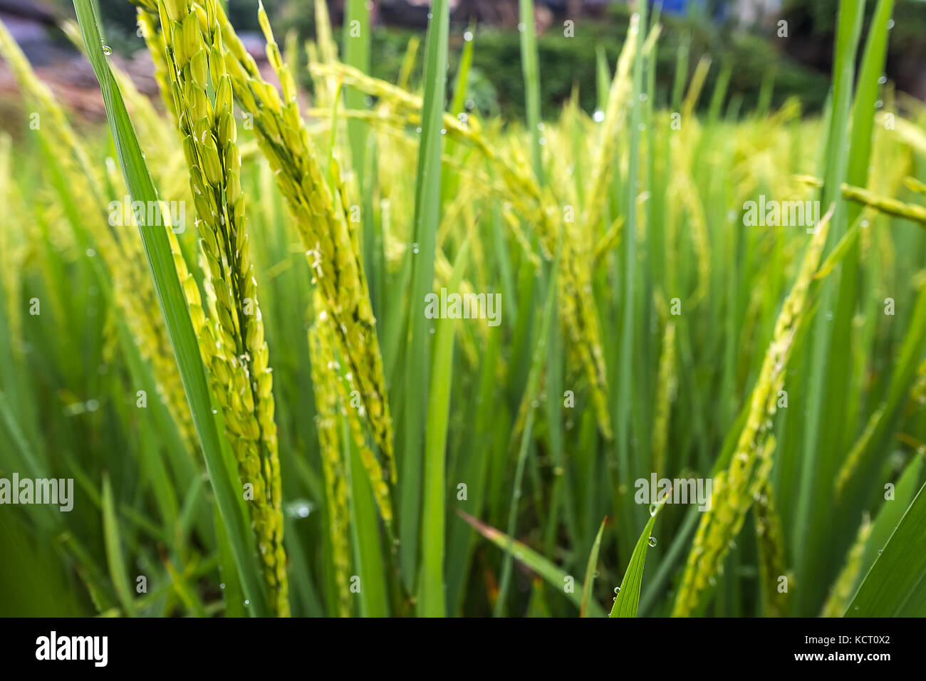 Low angle view of rice field hi-res stock photography and images - Alamy