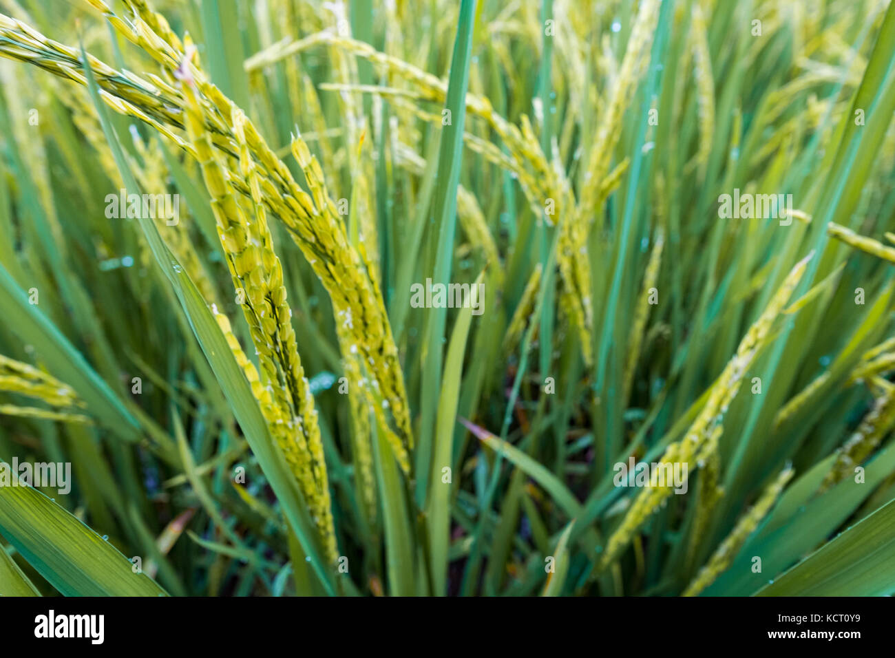 Green rice field in low angle view with filter Stock Photo - Alamy