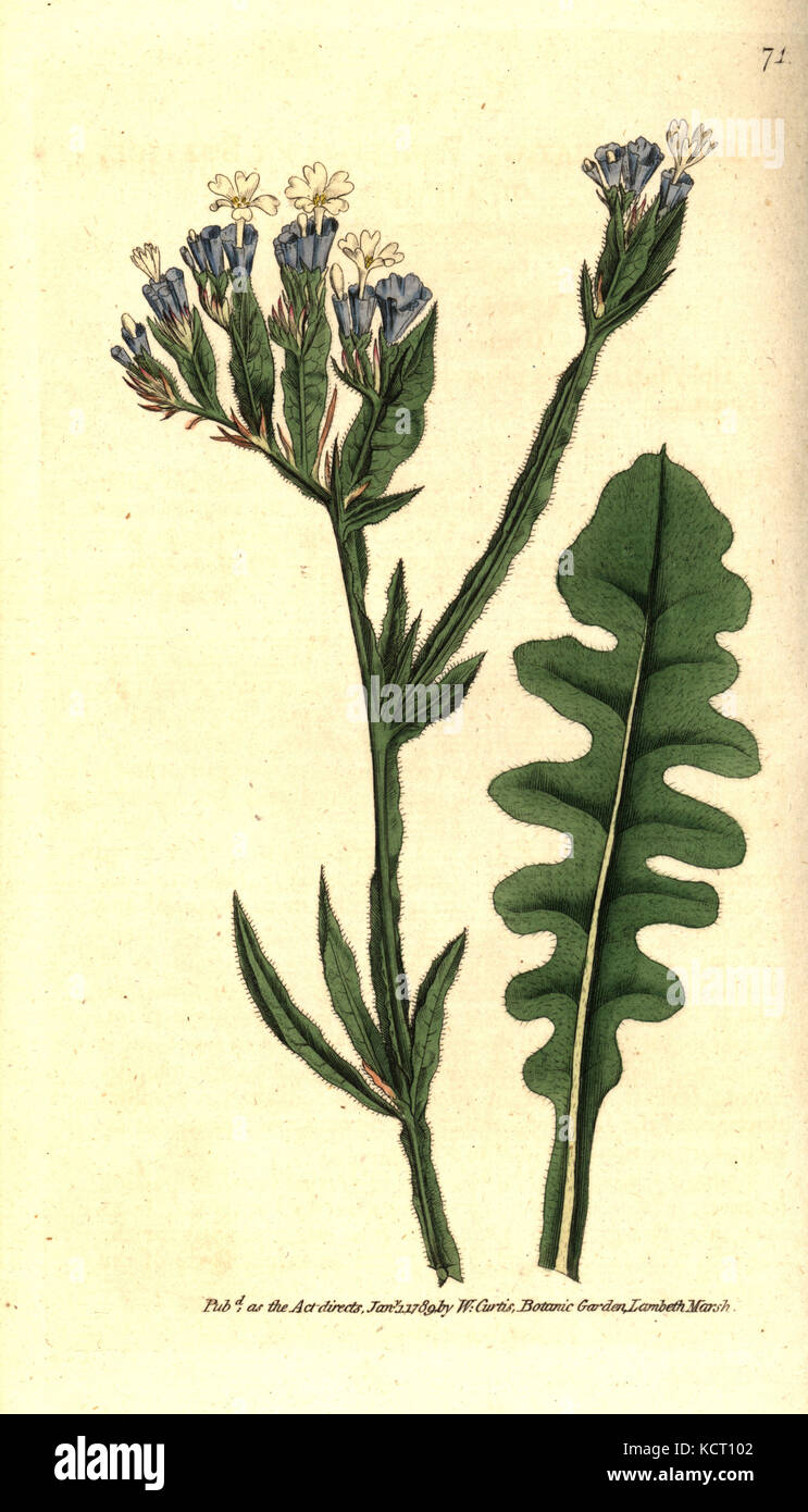 Botanical illustration statice limonium hi-res stock photography and ...