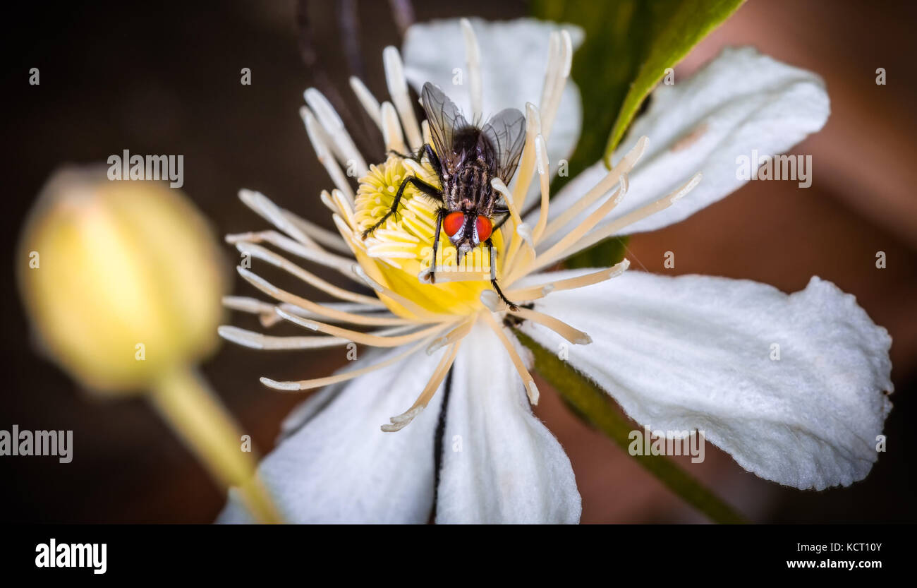 Closeup flower hi-res stock photography and images - Alamy