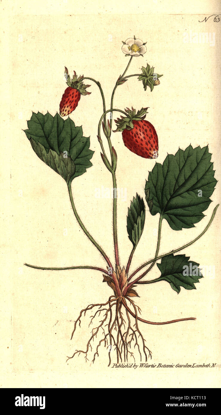 Strawberry Botanical Drawing
