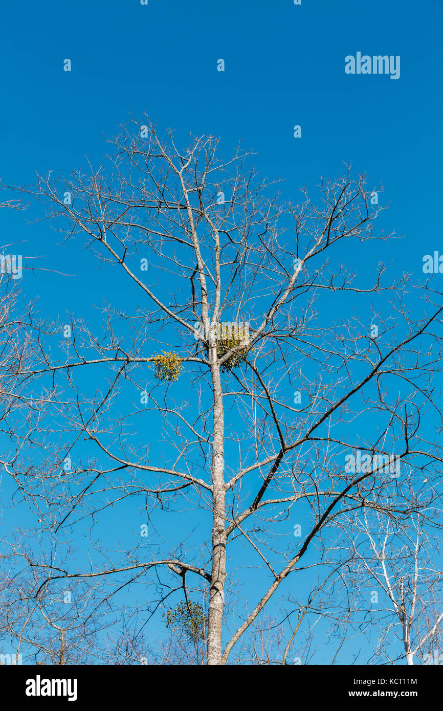 Bottom View Of European Mistletoe Or Viscum, Two Evergreen Parasite ...