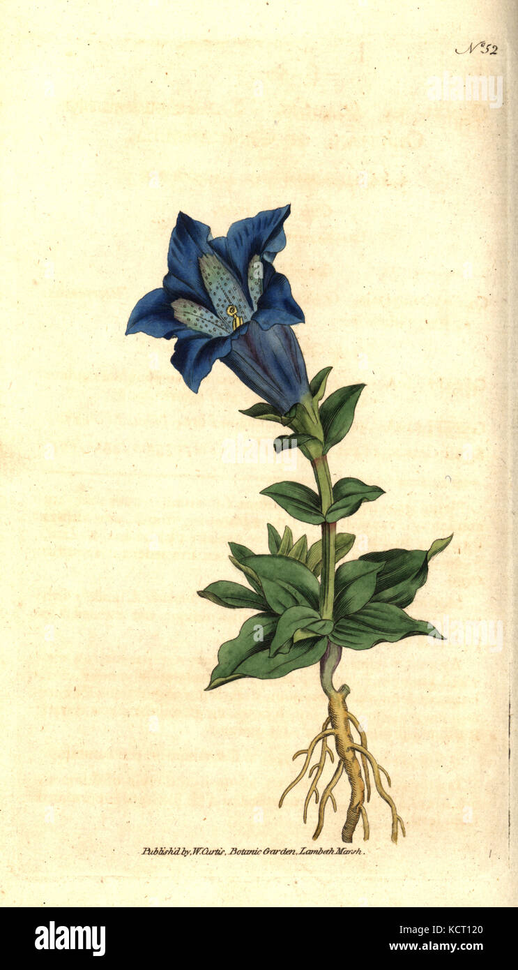 Gentiana illustration hi-res stock photography and images - Alamy