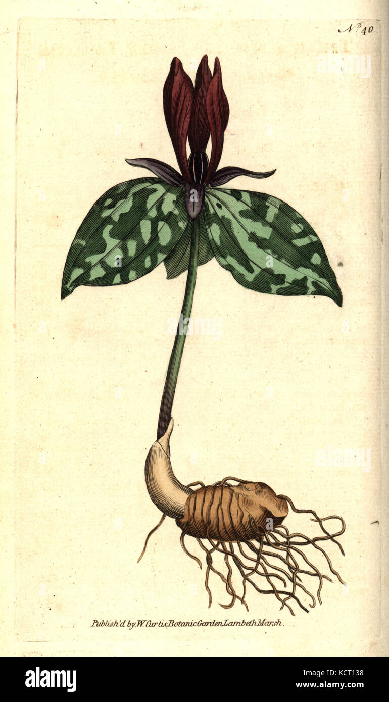 Toadshade or sessile trillium, Trillium sessile. Handcolured ...