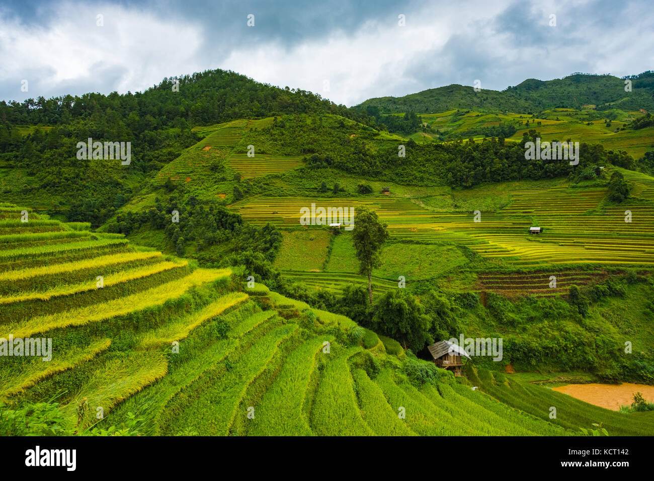 Beautiful landscape of rice terrace fields in Mu Cang Chai, Vietnam ...