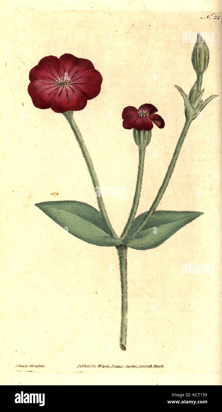 Rose campion, Silene coronaria (Rock cockle or campion, Agrostemma ...