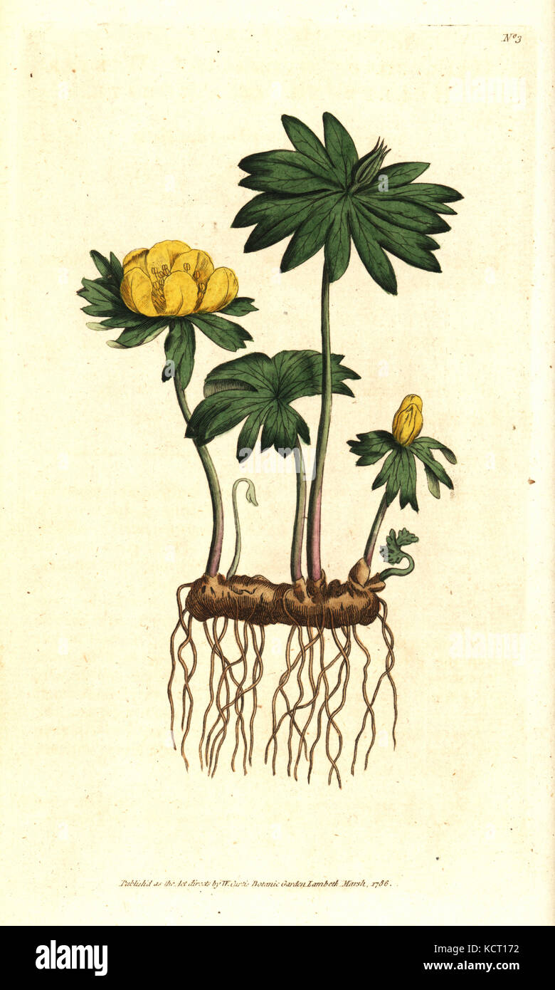 Botanical illustration of winter aconite hi-res stock photography and ...