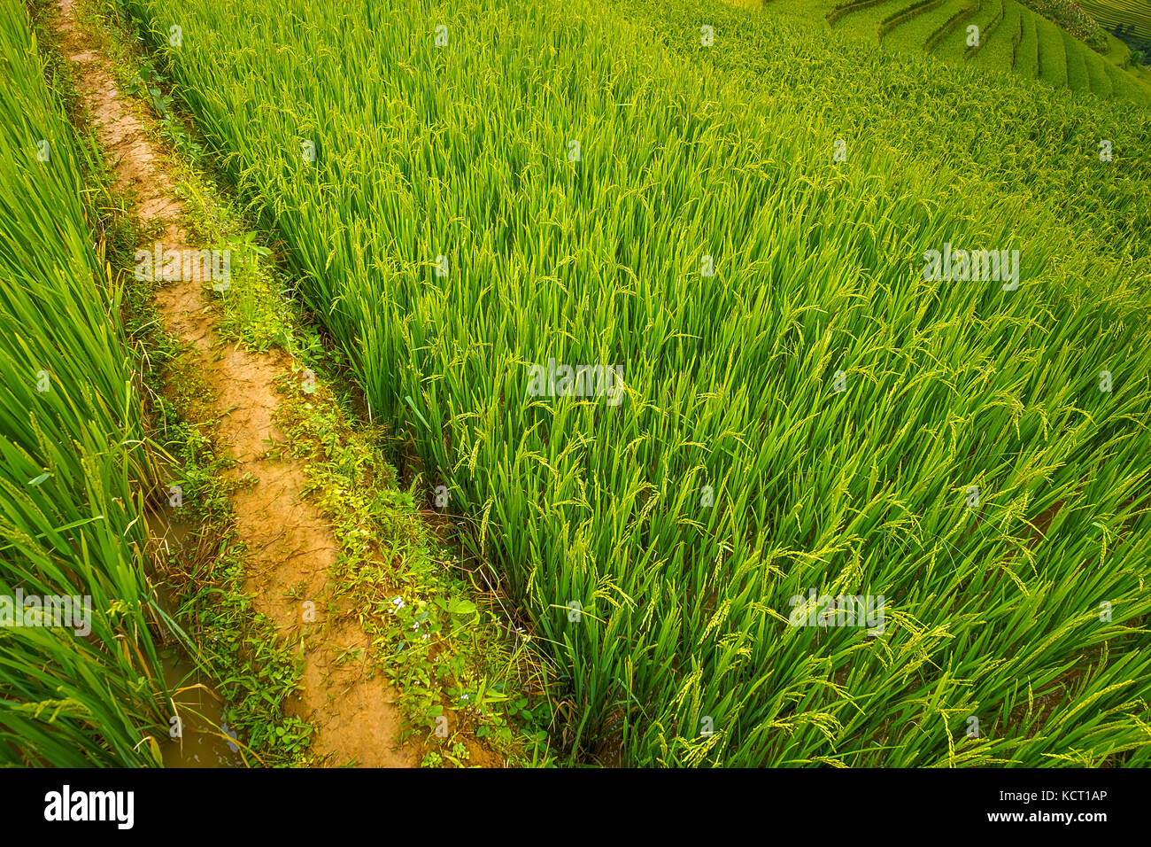 Pathway to rice field, Ridge between rice terrace Stock Photo - Alamy