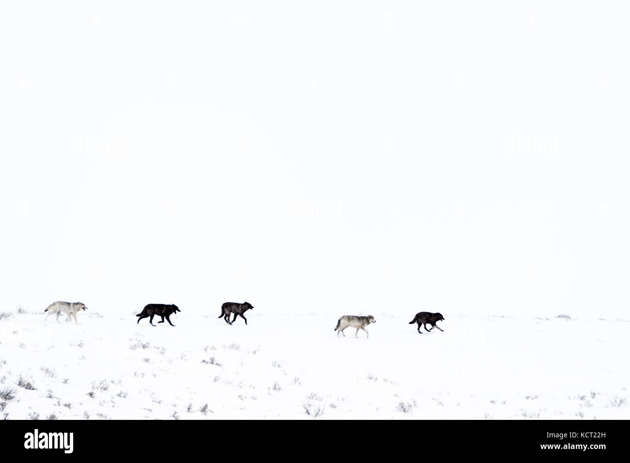 Pack Of Wolves Running At Night