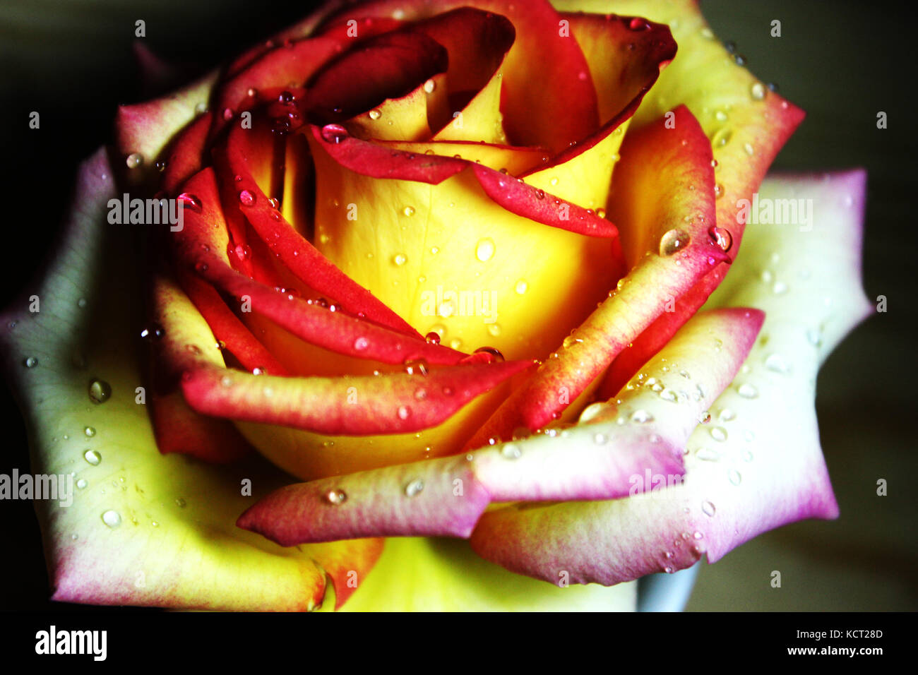 Rose inspired hi-res stock photography and images - Alamy