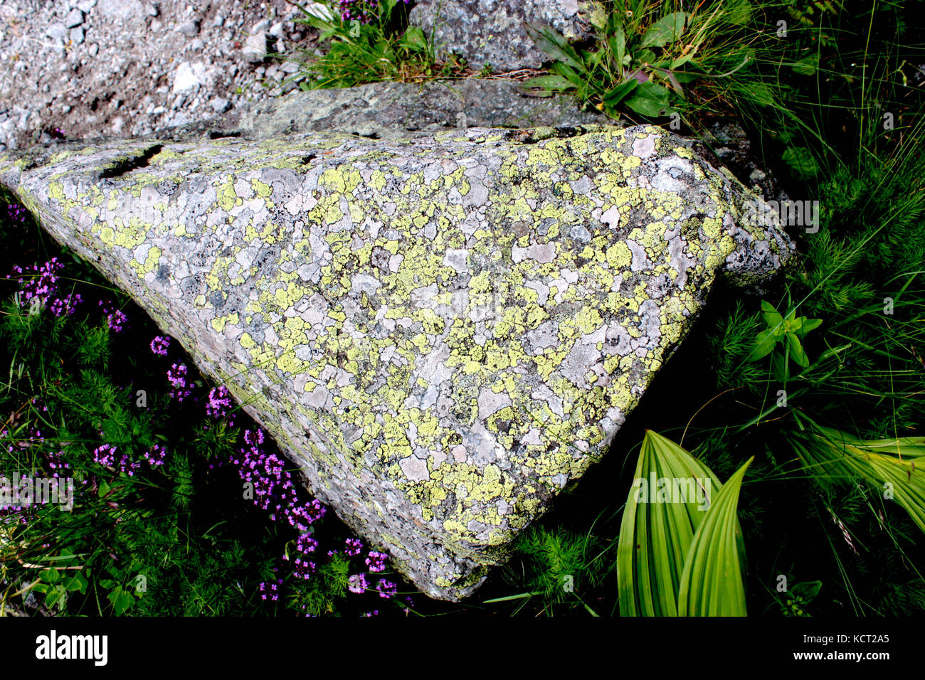 Stone with moth Stock Photo - Alamy