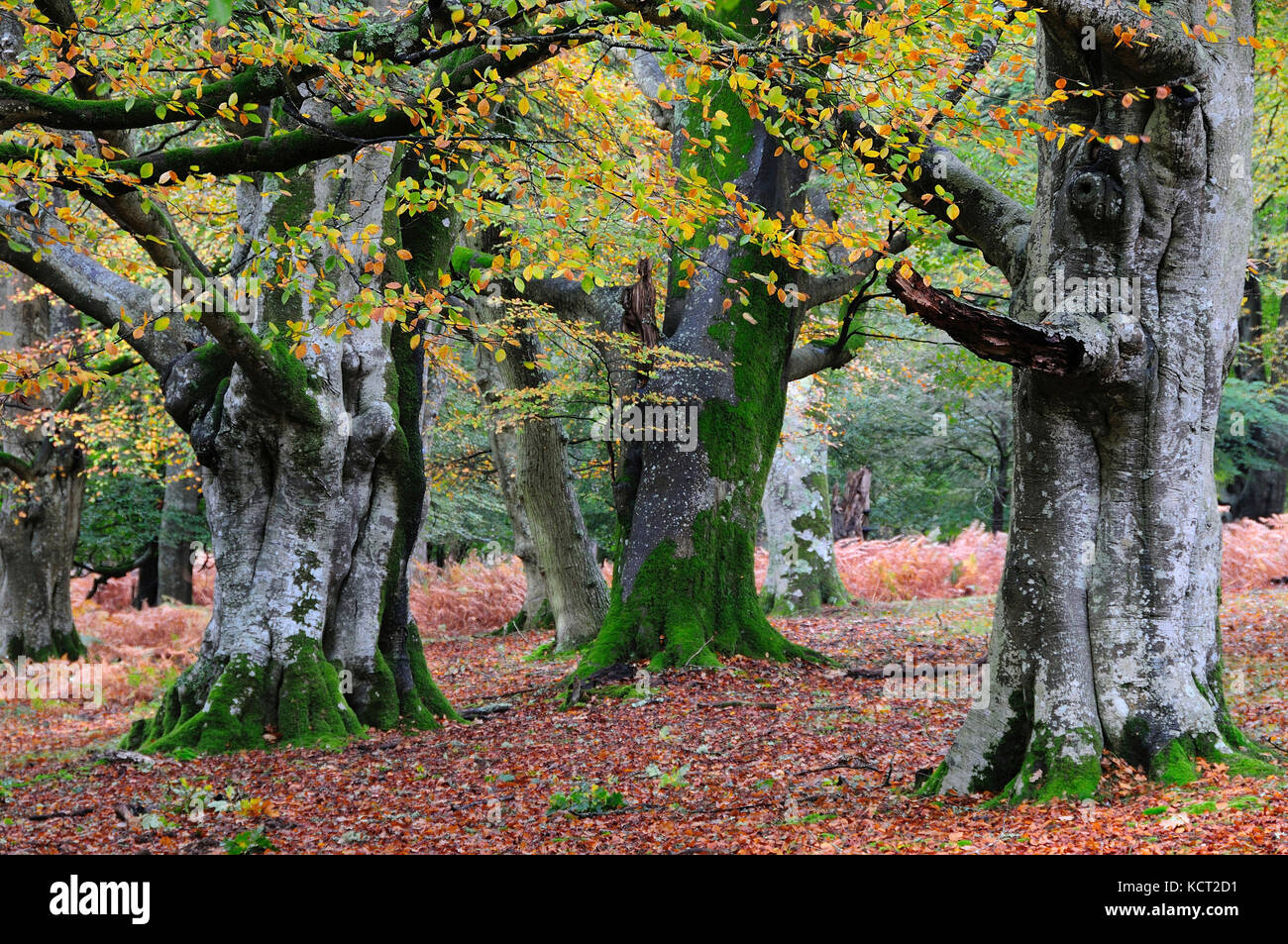 Mature beech trees in autumn, New Forest, UK November Stock Photo - Alamy