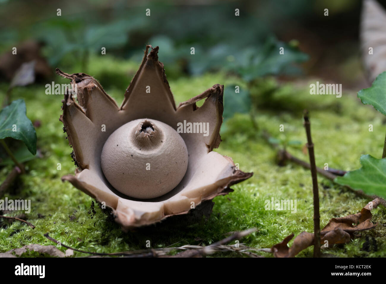 Collared earthstar,Geastrum triplex Stock Photo - Alamy