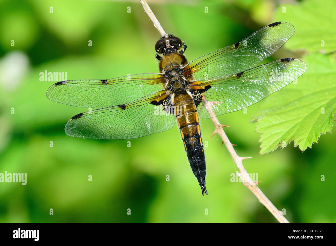 FOUR-SPOTTED CHASER DRAGONFLY Stock Photo - Alamy