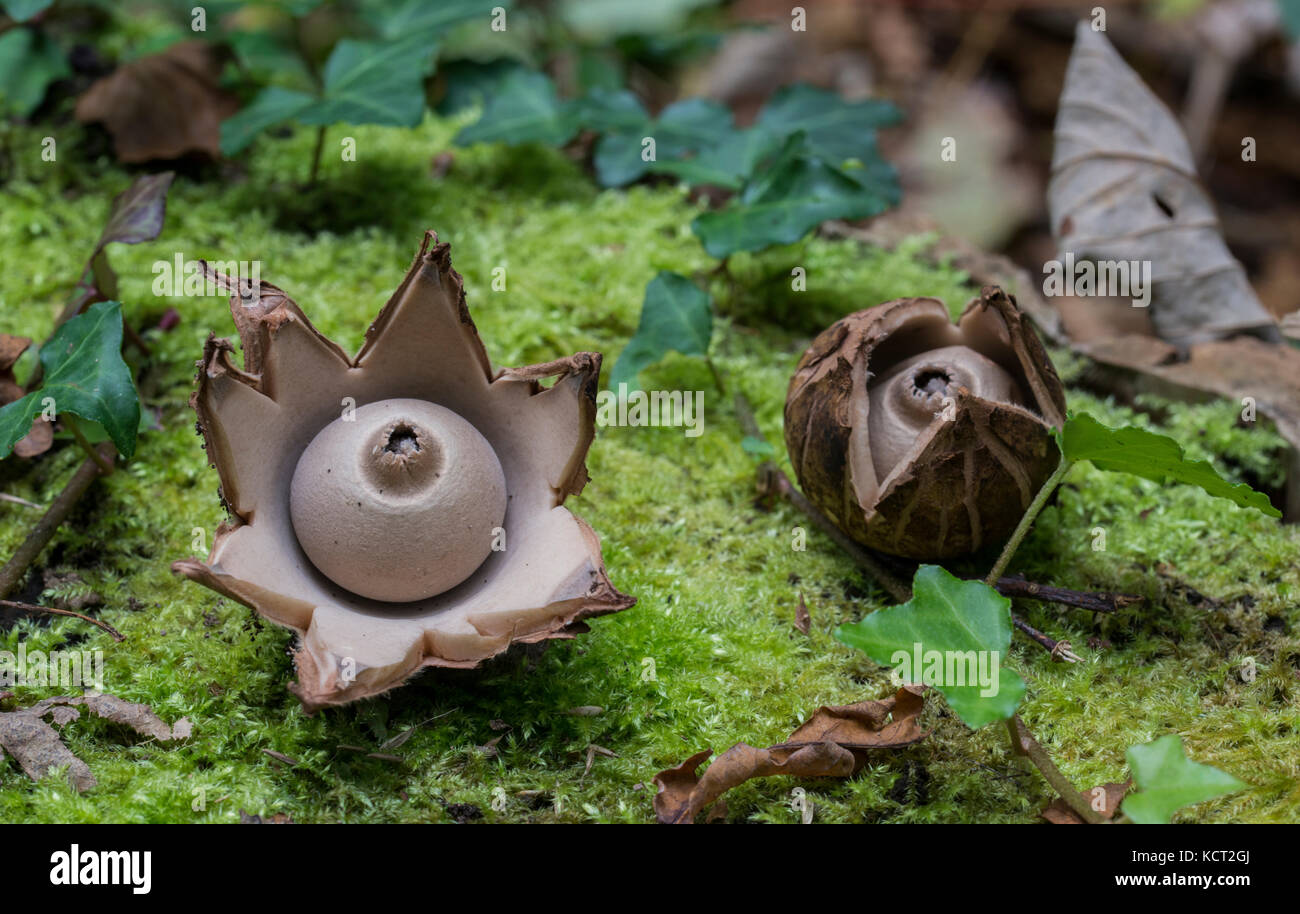 two Collared earthstar,Geastrum triplex Stock Photo - Alamy
