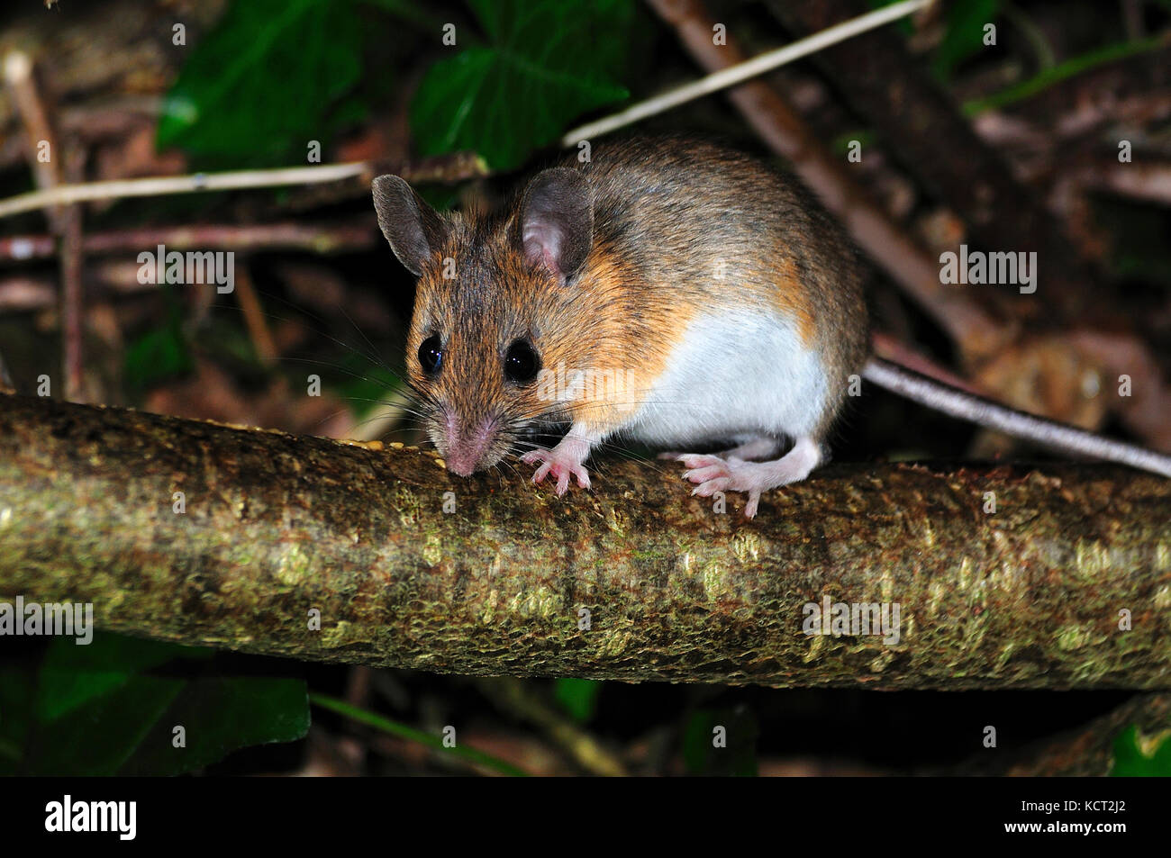 wood mouse apodemus sylvaticus Stock Photo - Alamy