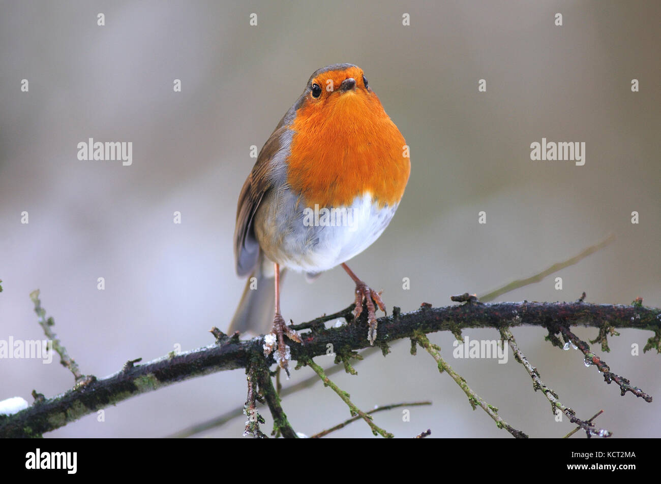 Friendly robins hi-res stock photography and images - Alamy