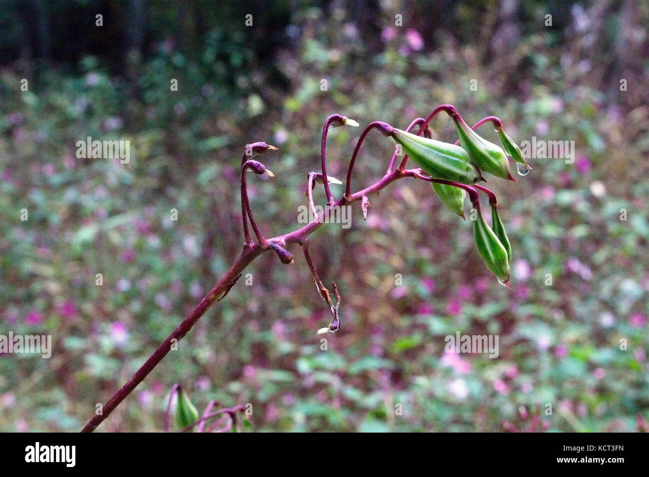 Himalayan balsam seeds hi-res stock photography and images - Alamy