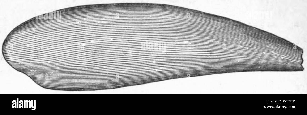 AmCyc Coal Plants Flabellaria borassifolia Stock Photo - Alamy