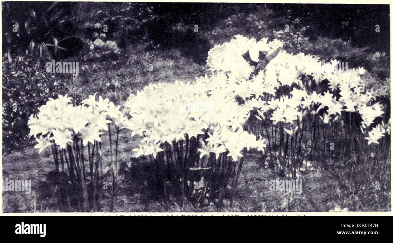 Belladonna Amaryllis and Hydrangea, MON 1909 Stock Photo - Alamy