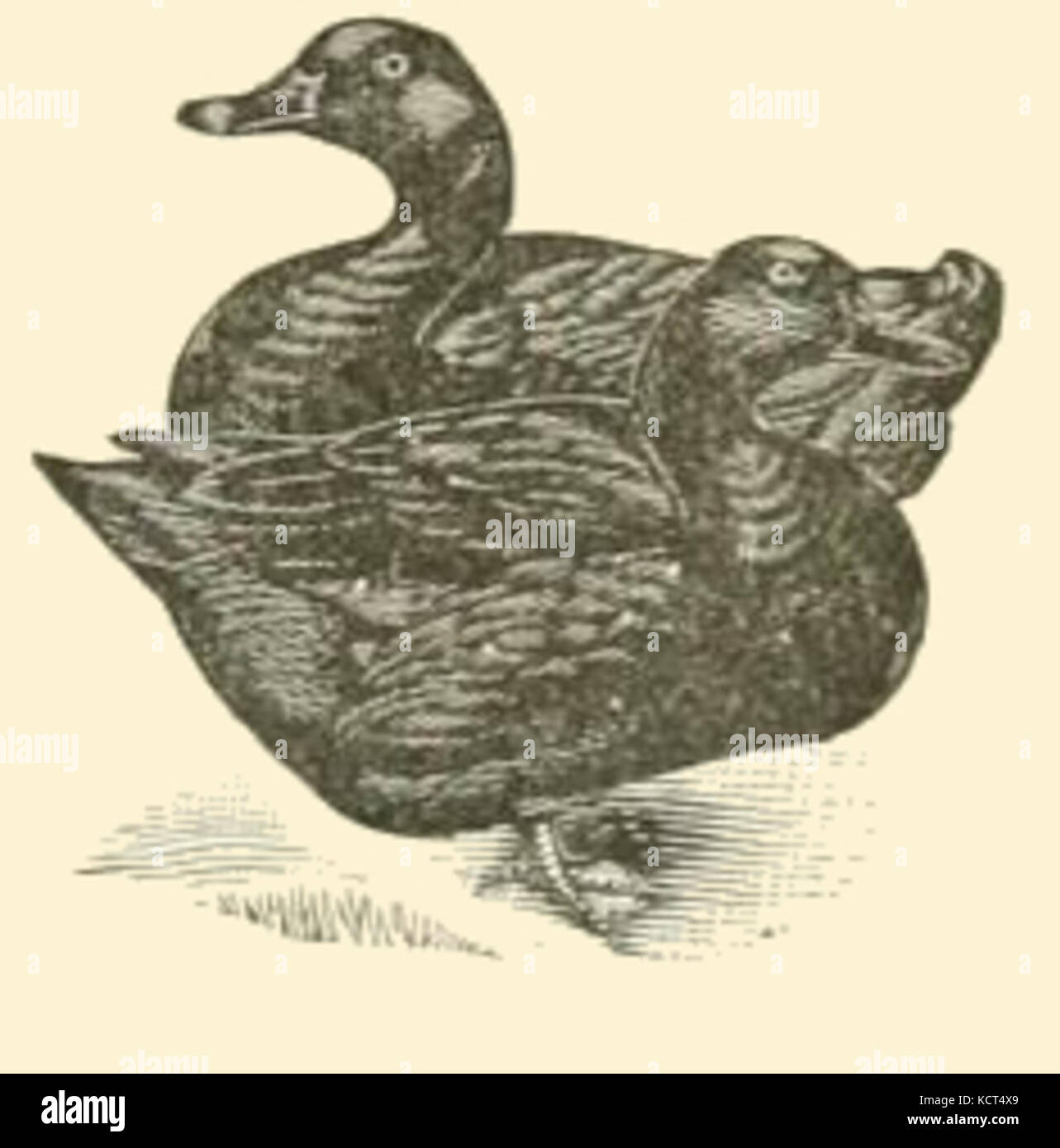 Cayuga map hi-res stock photography and images - Alamy