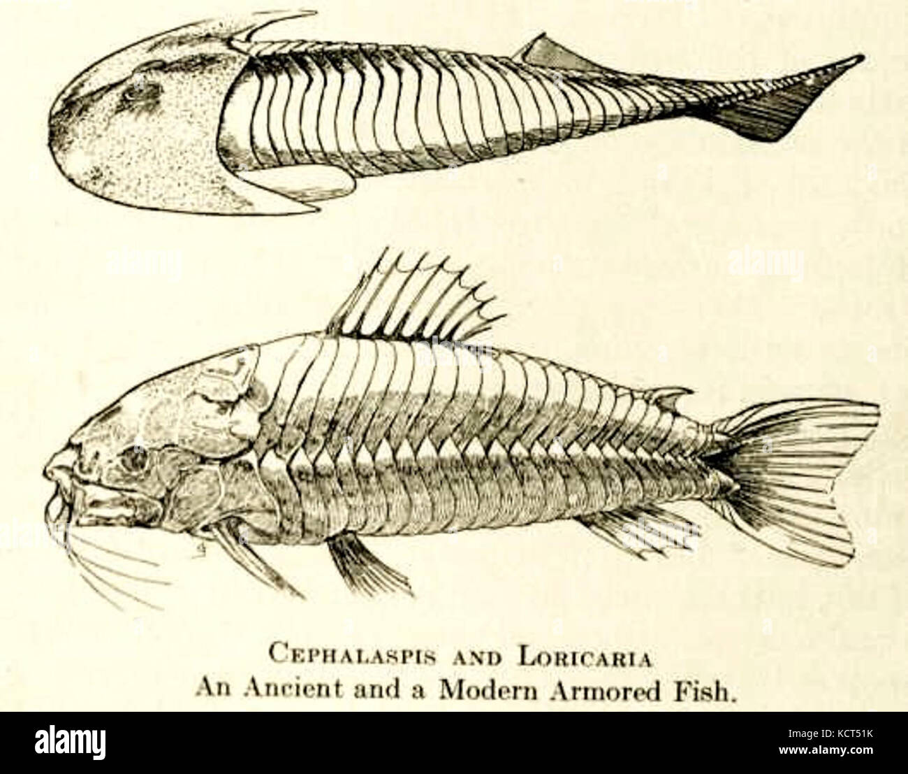 Cephalaspis hi-res stock photography and images - Alamy