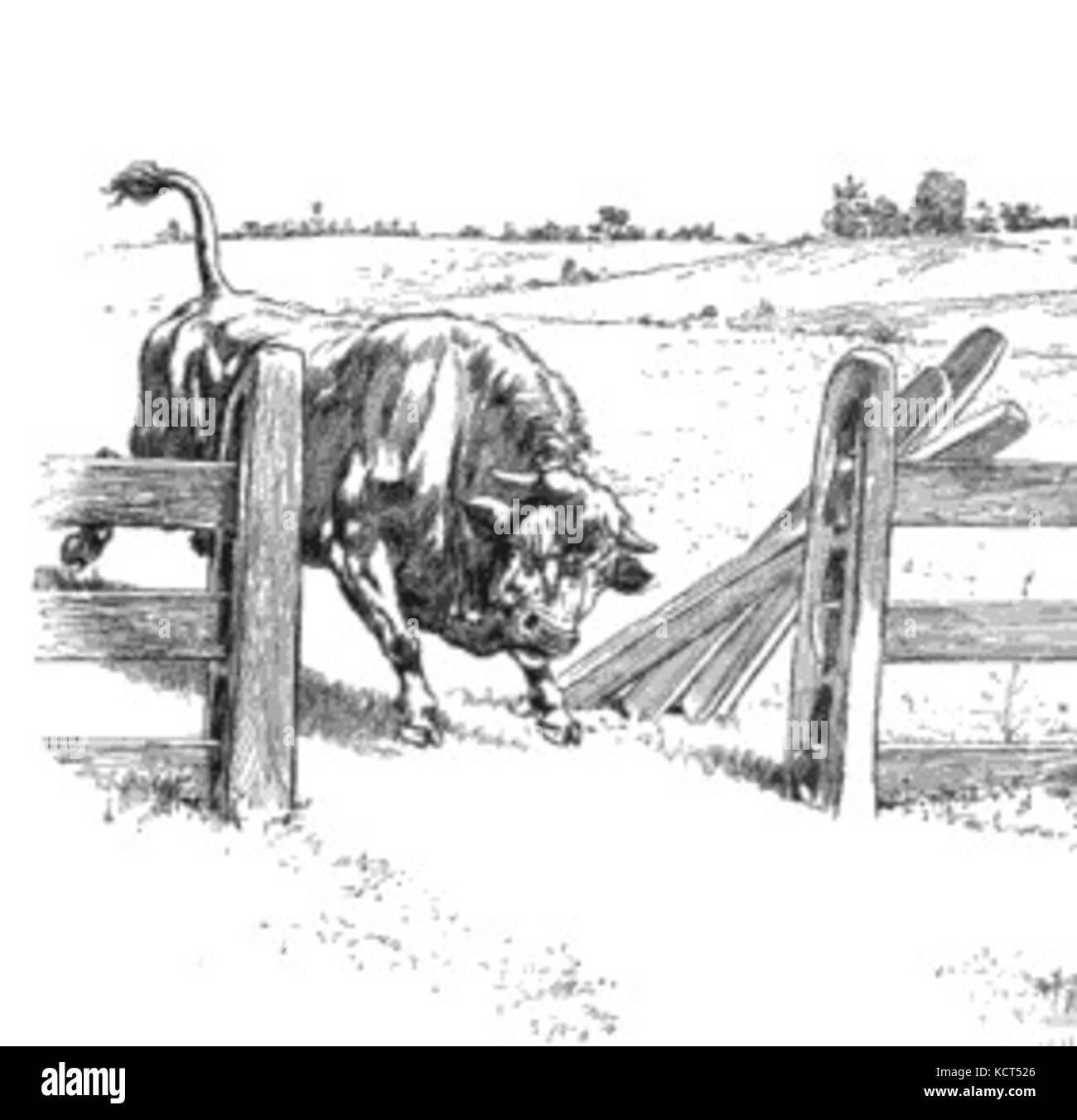 The charging bull charging bull Black and White Stock Photos & Images ...