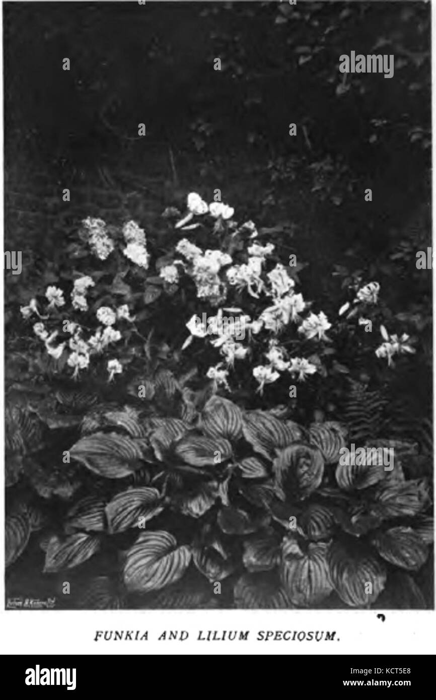 Vibrant floral palette Black and White Stock Photos & Images - Alamy