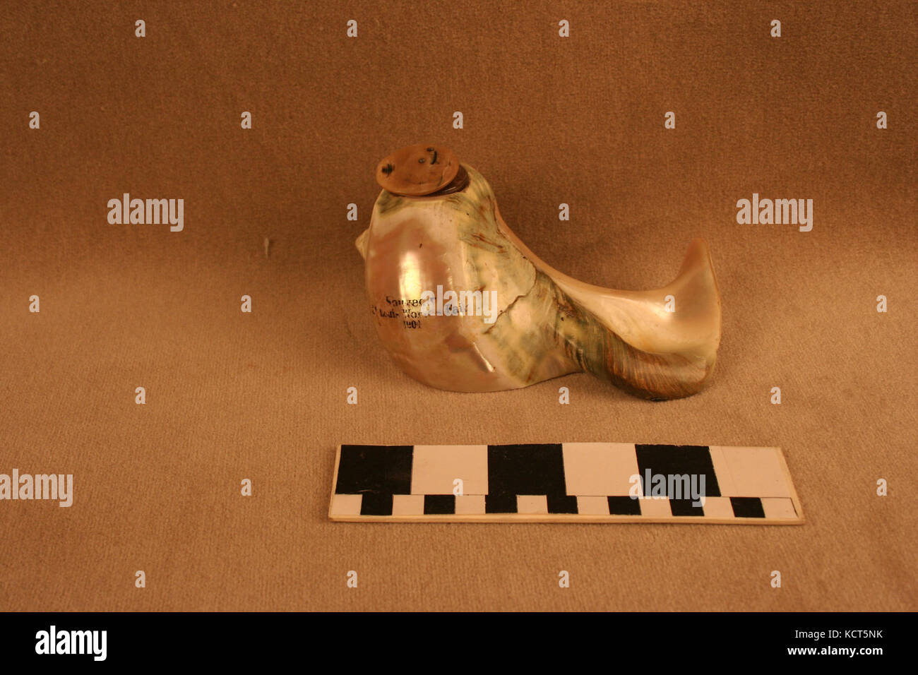 Conch Shell Inkwell From 1904 World's Fair Stock Photo - Alamy