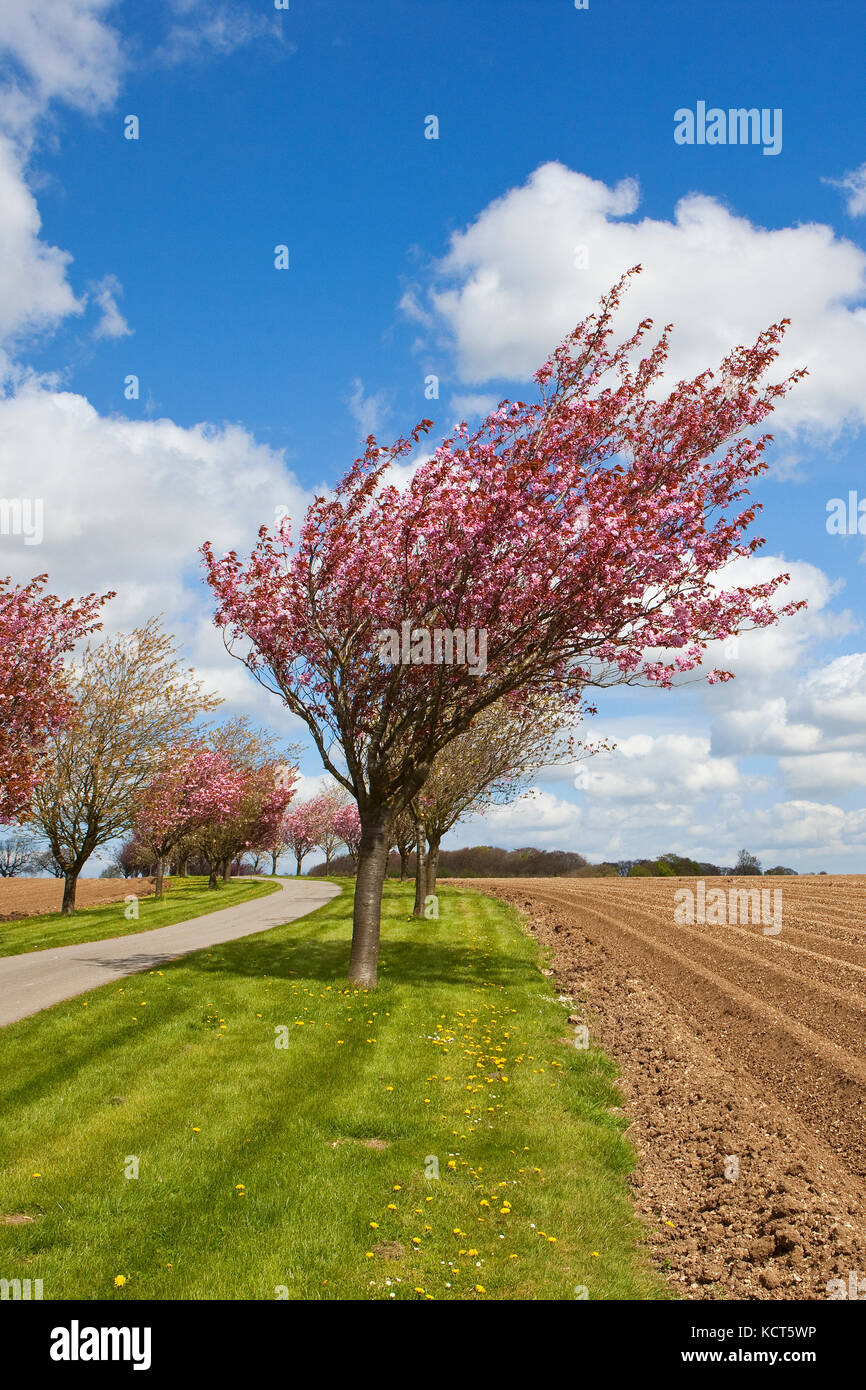 a farm driveway with flowering cherry trees beside a field planted with ...