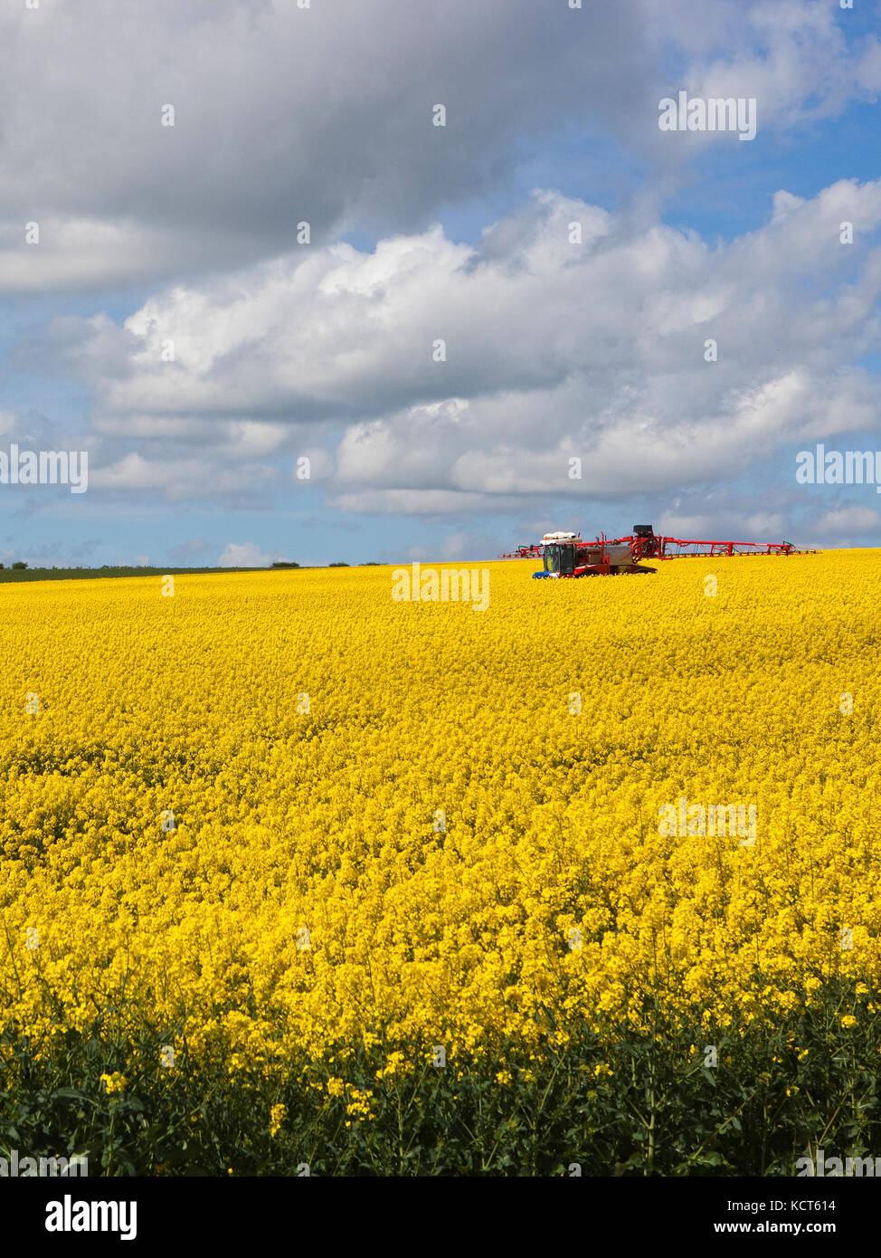 a bright yellow flowering oilseed rape crop on a hillside with a red ...
