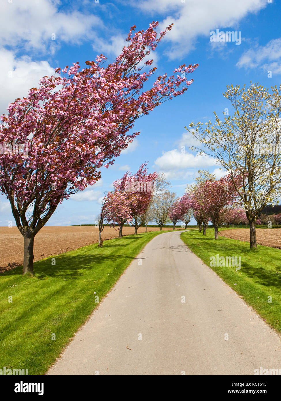 Best Flowering Trees For Driveways at Leroy Vanleer blog