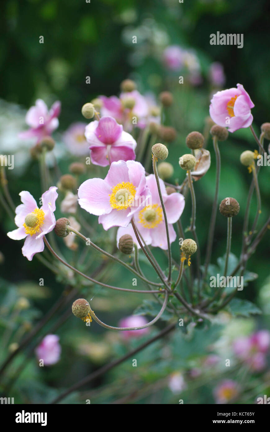 Japanese Anemone in the Garden Stock Photo - Alamy
