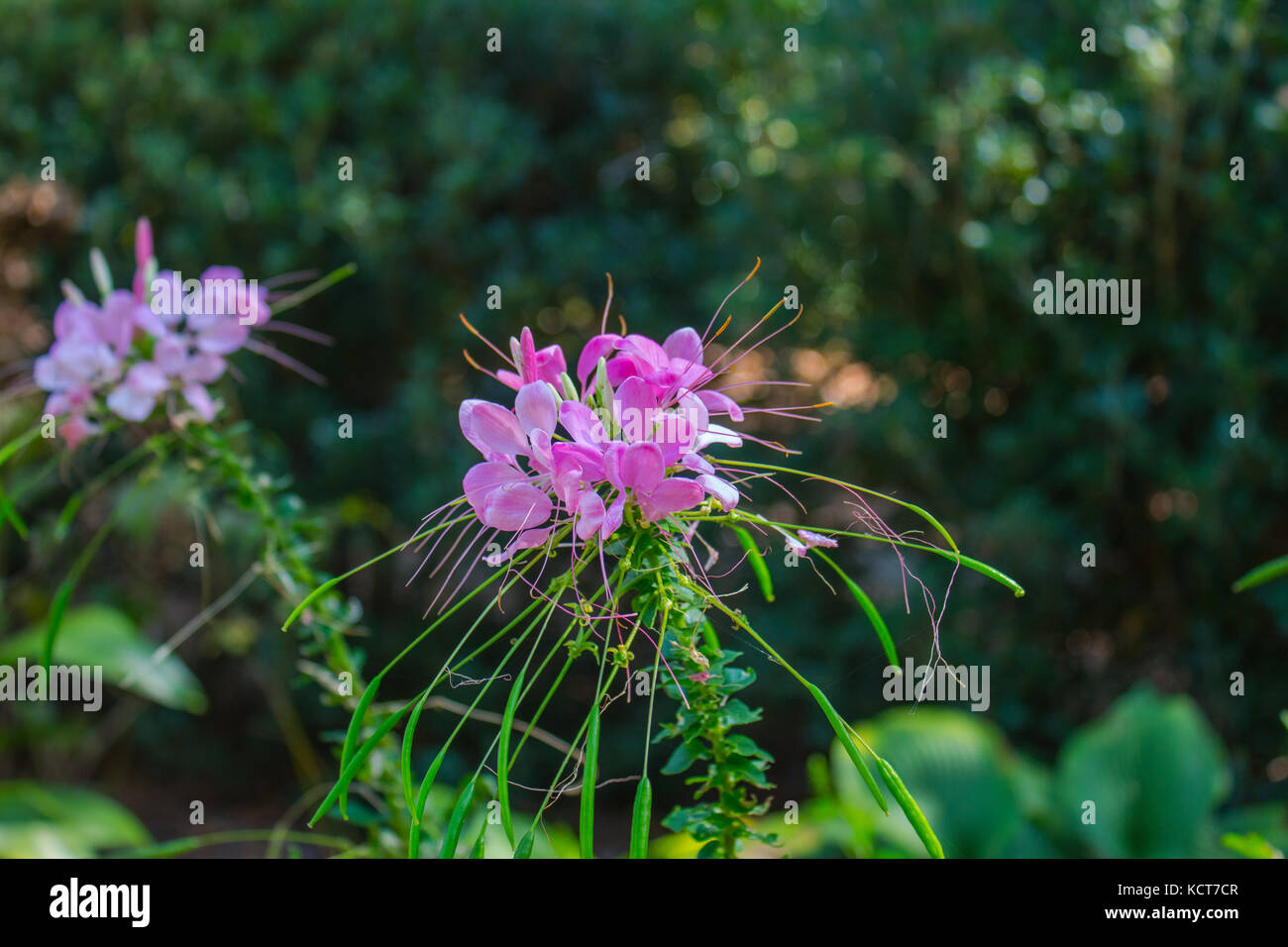 Pink flower close up Stock Photo - Alamy