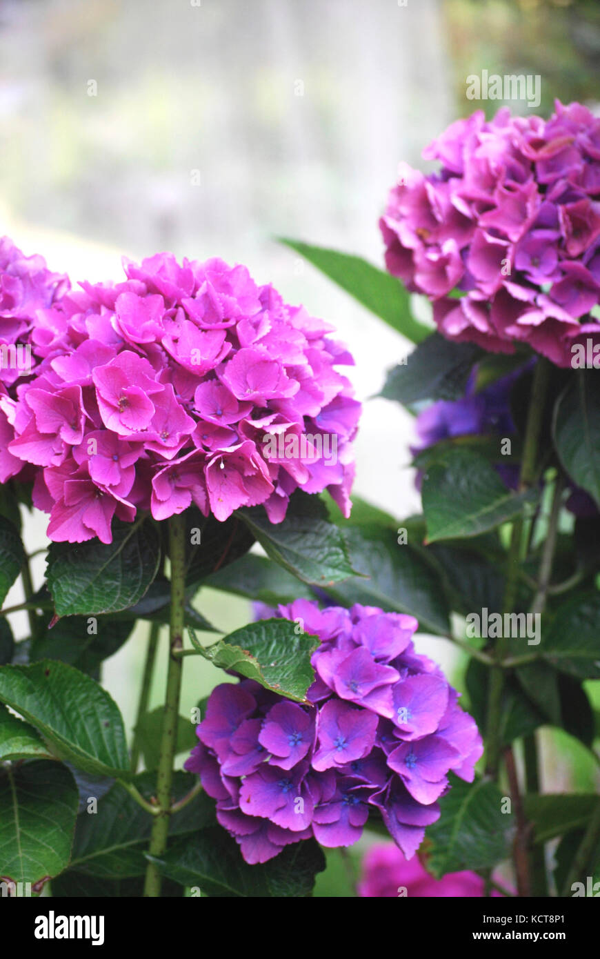 American hydrangea hi-res stock photography and images - Alamy