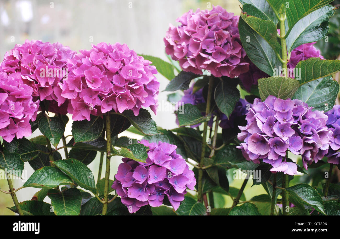 Hydrangea in the late summer garden Stock Photo - Alamy