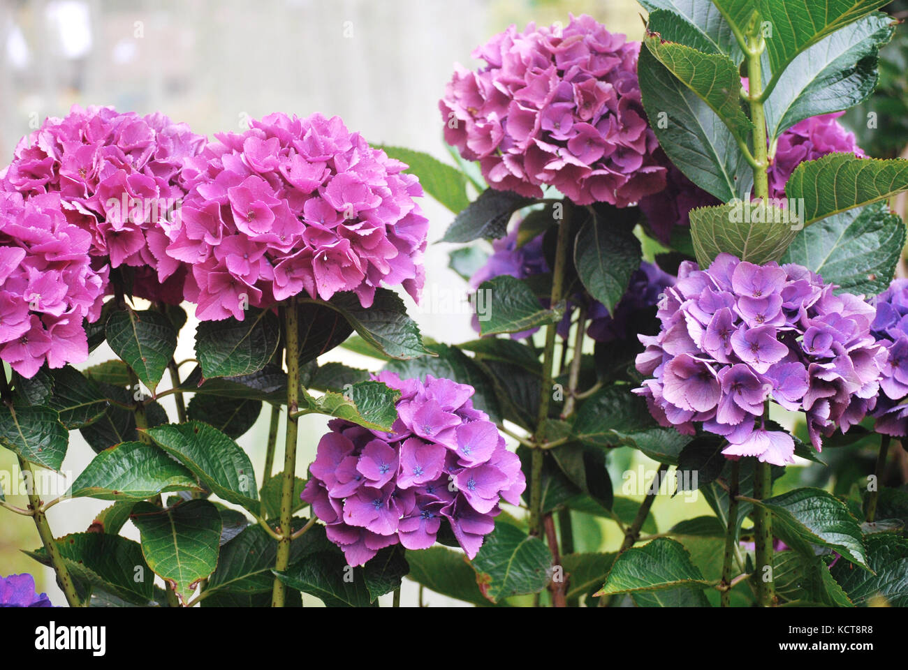 Hydrangea in the late summer garden Stock Photo - Alamy