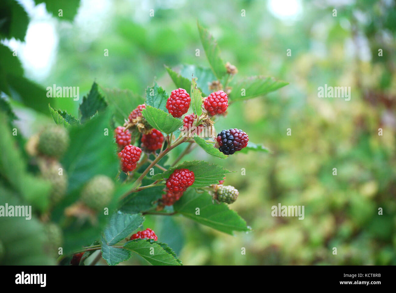 Berries Ripening in the Summer Garden Stock Photo - Alamy
