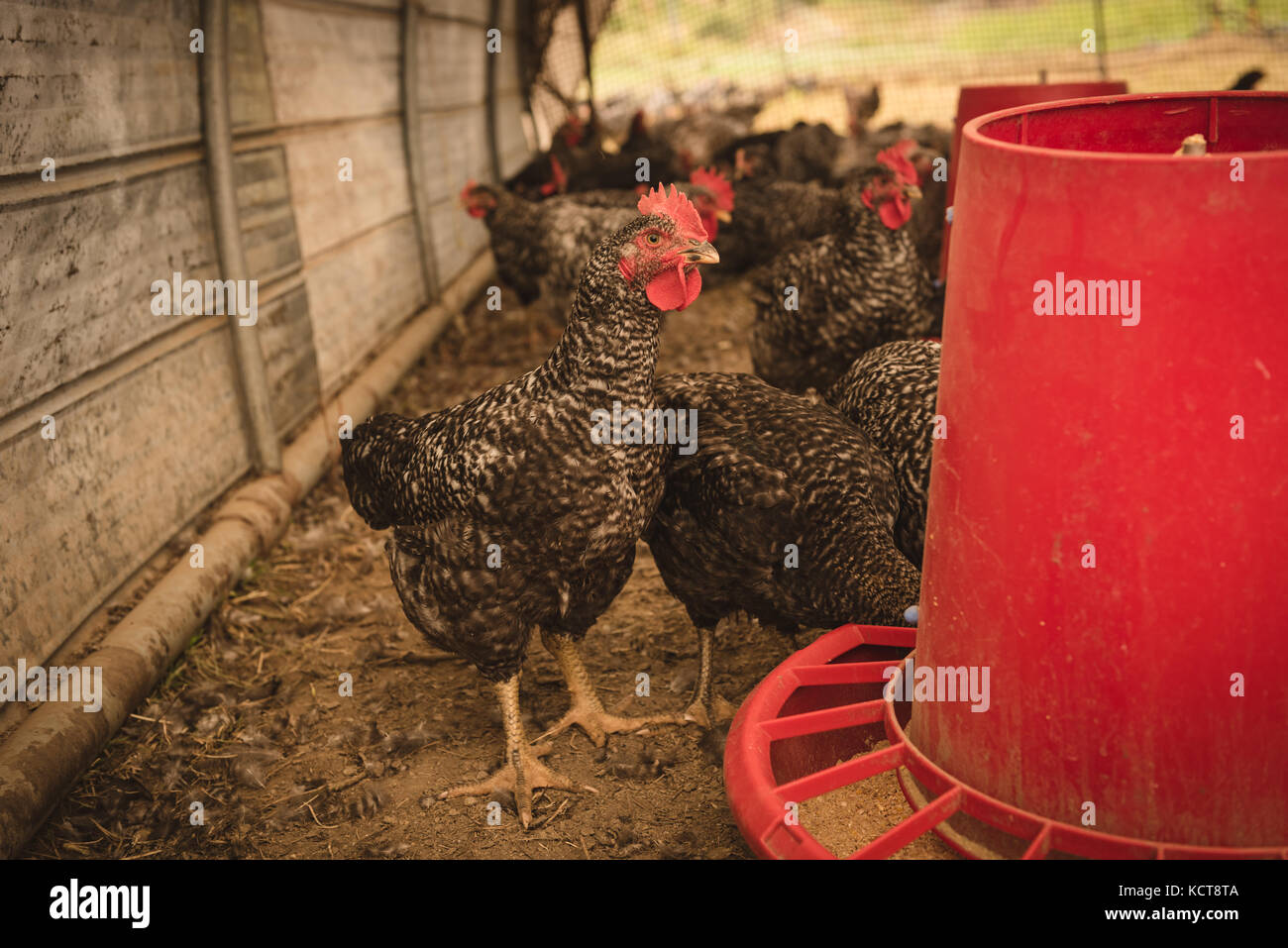 Hens field hi-res stock photography and images - Alamy