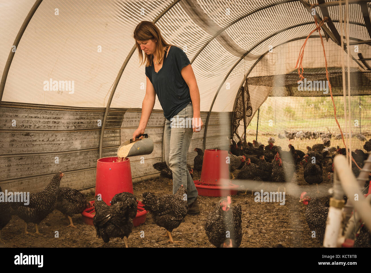 Female farmer feeding the hens in henhouse Stock Photo - Alamy