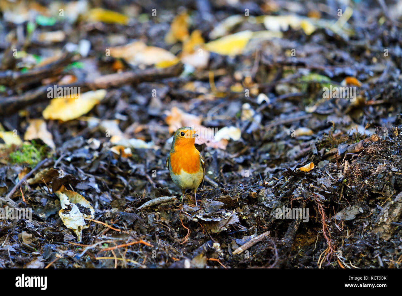 small forest bird among the fallen leaves in the woods ,wildlife ...