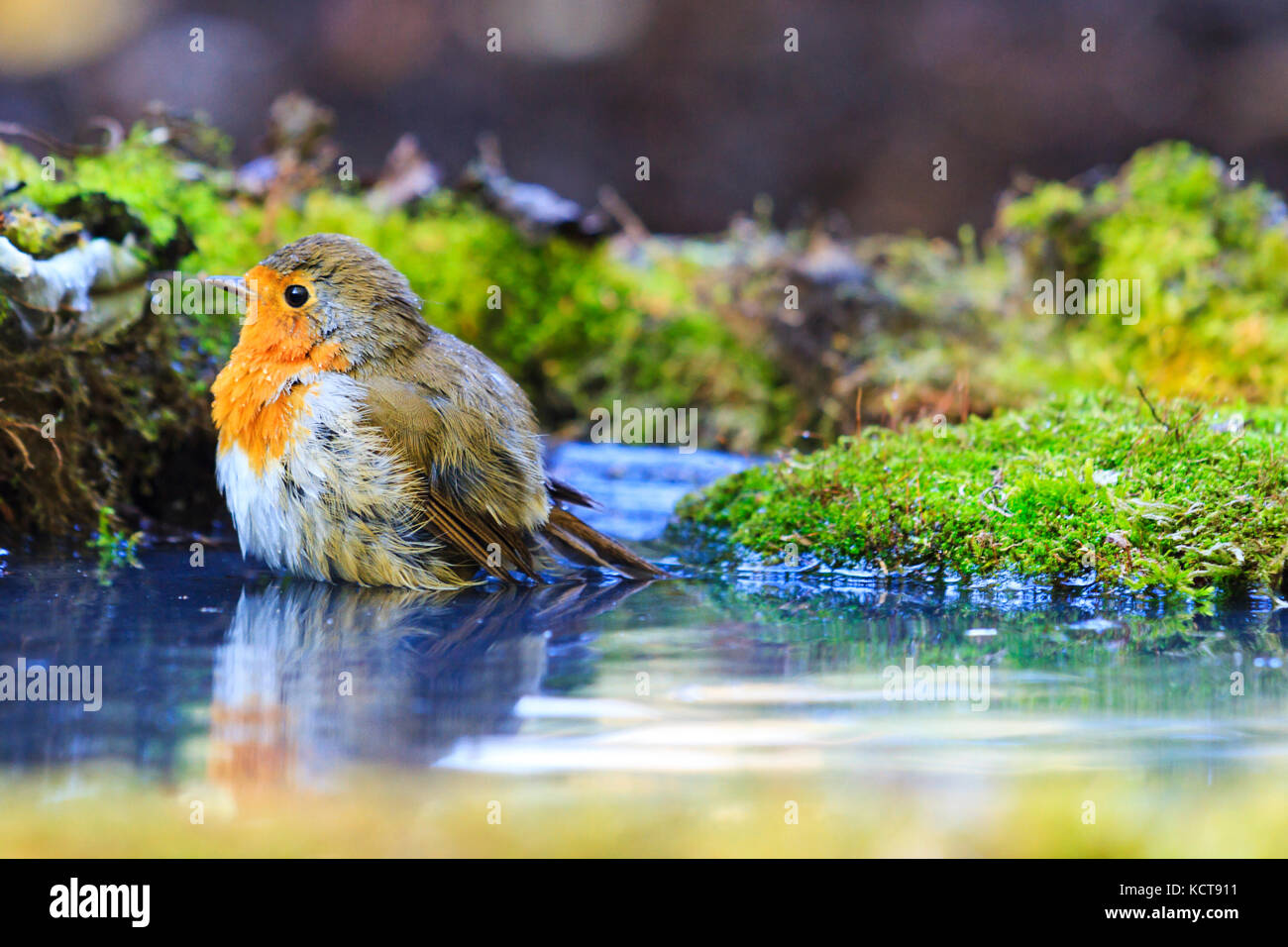 robin bathed in a pool of forest ,wildlife, unique birds Stock Photo ...