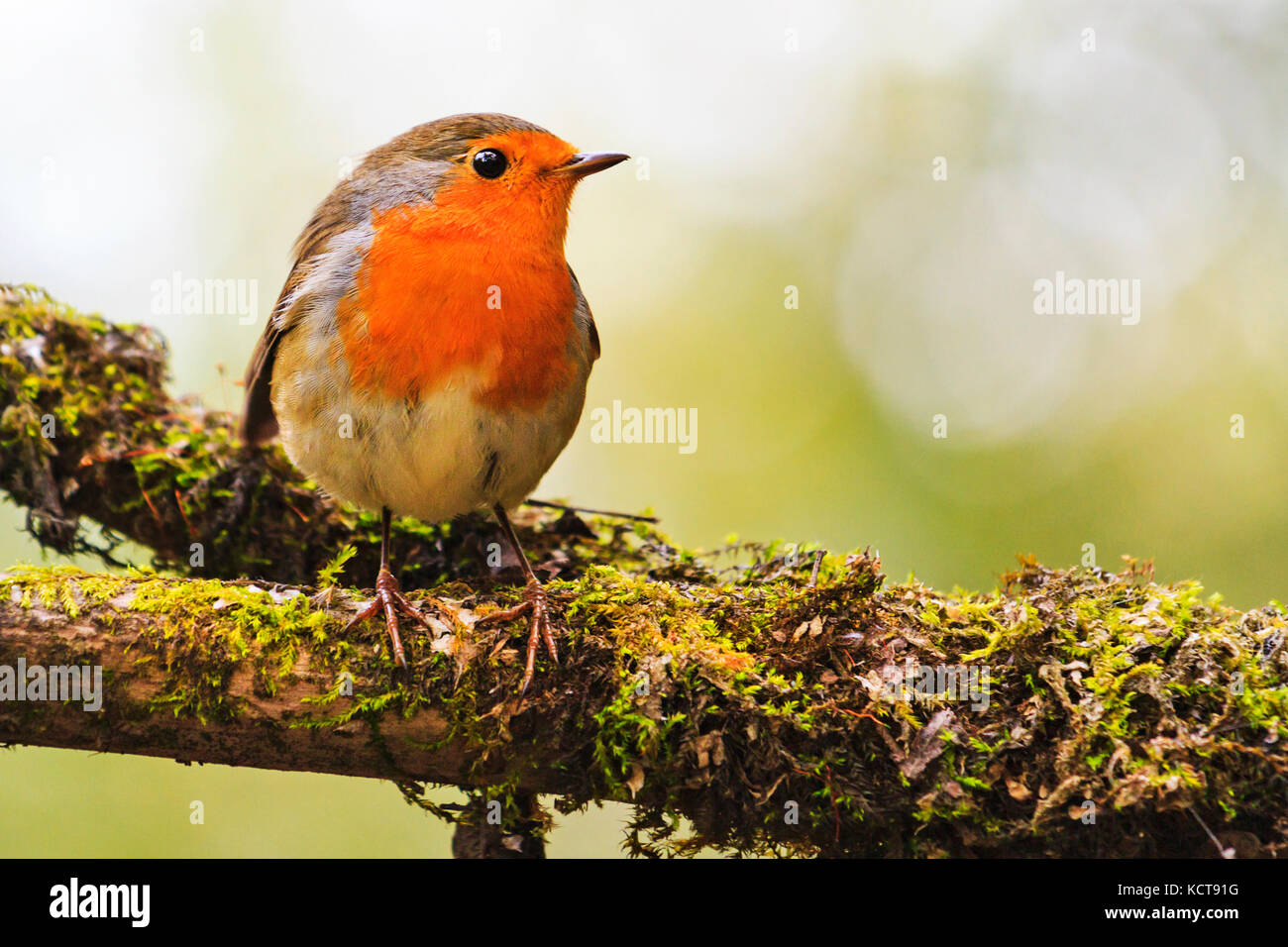 robin sits on a branch with green moss ,wildlife, unique birds Stock ...
