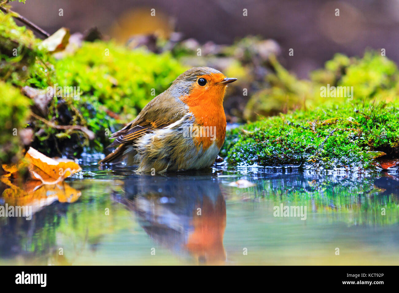 robin with drops of water on the feathers in Forest Lake ,wildlife ...