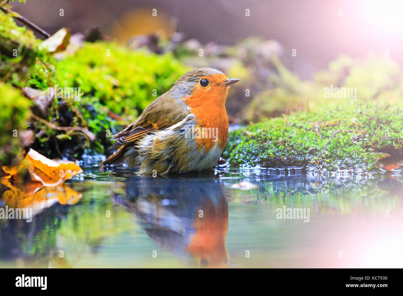Robineurope hi-res stock photography and images - Alamy