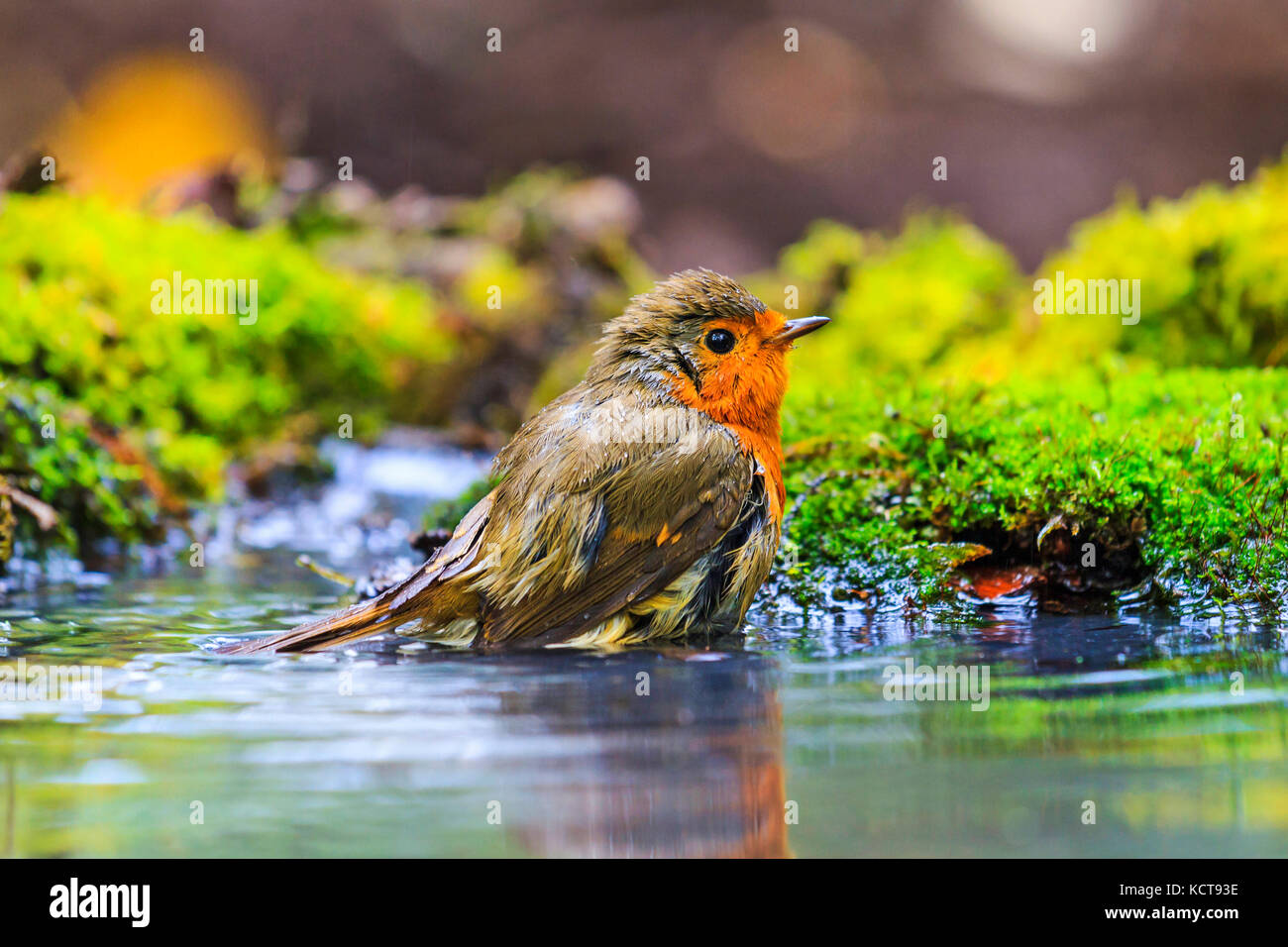 beautiful forest bird in the water ,wildlife, unique birds Stock Photo ...